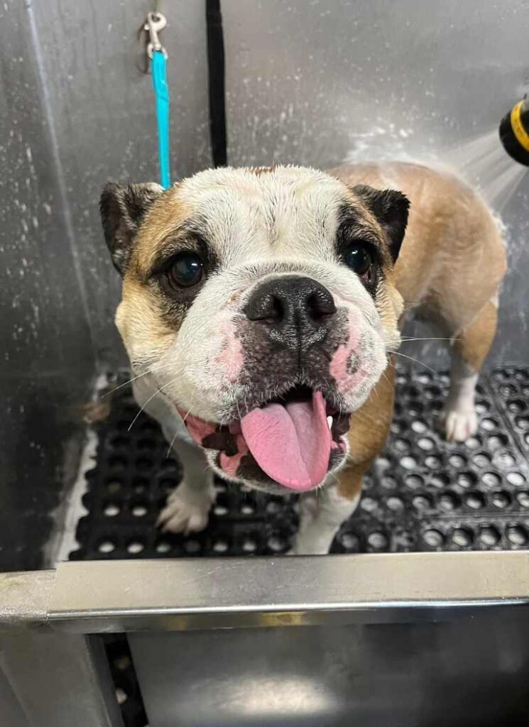 Grooming | Dog Grooming Services by Dude's Dog House and Spa