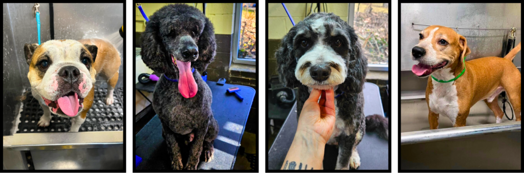 Grooming | Dog Grooming Services by Dude's Dog House and Spa